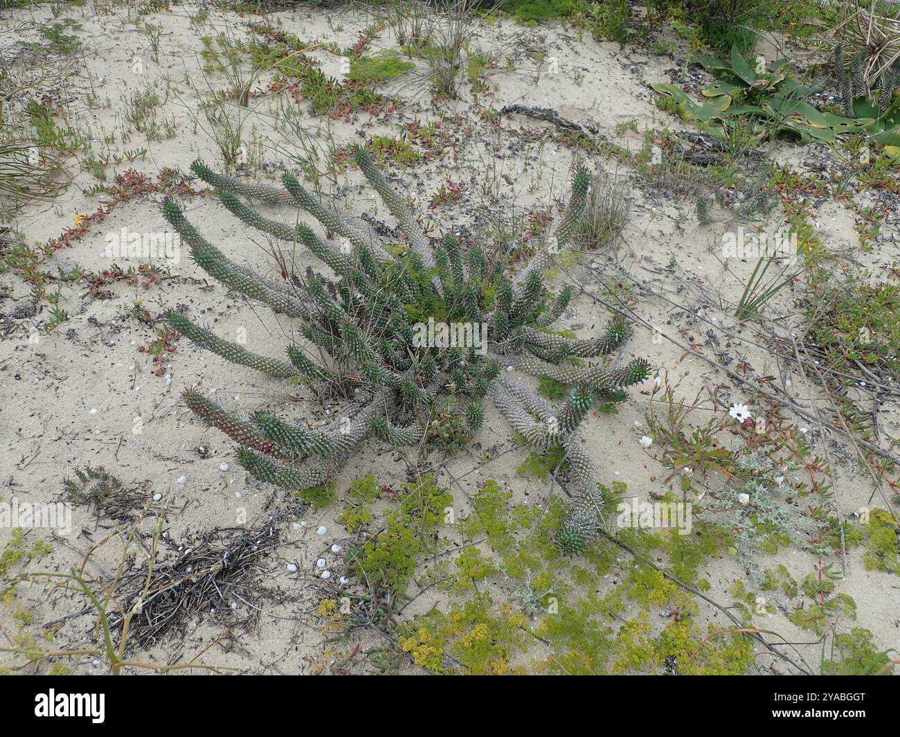 Medusa's-head (Euphorbia caput-medusae) Plantae Stock Photo - Alamy