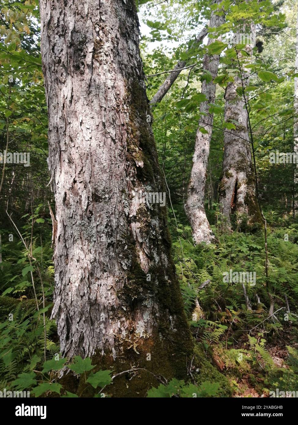 red maple (Acer rubrum) Plantae Stock Photo - Alamy