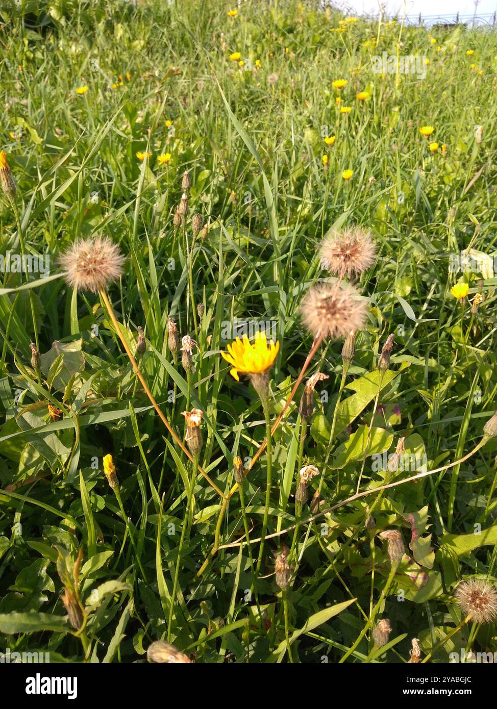 Autumn Hawkbit (Scorzoneroides autumnalis) Plantae Stock Photo - Alamy