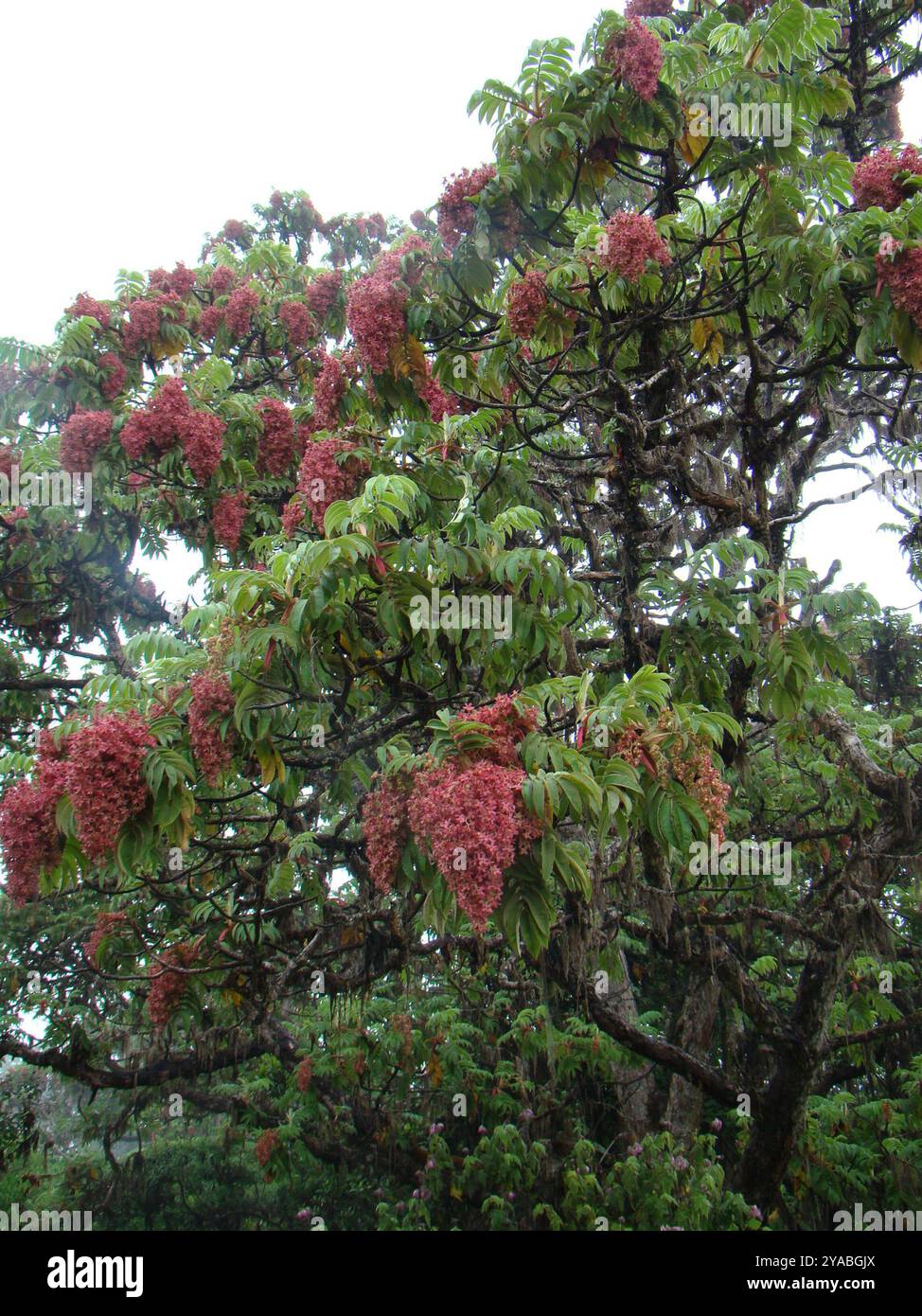 African Redwood (Hagenia abyssinica) Plantae Stock Photo - Alamy