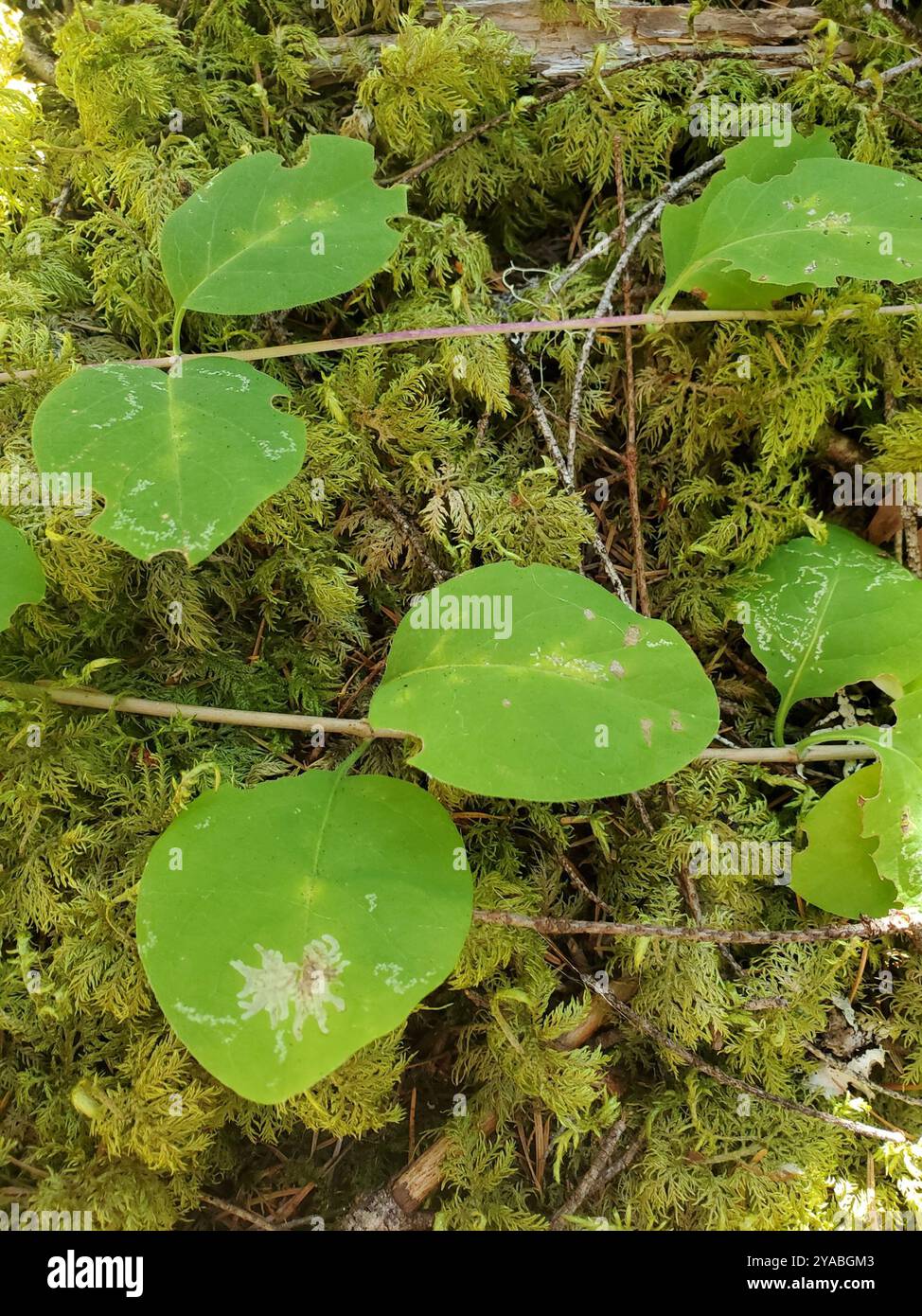 orange honeysuckle (Lonicera ciliosa) Plantae Stock Photo - Alamy