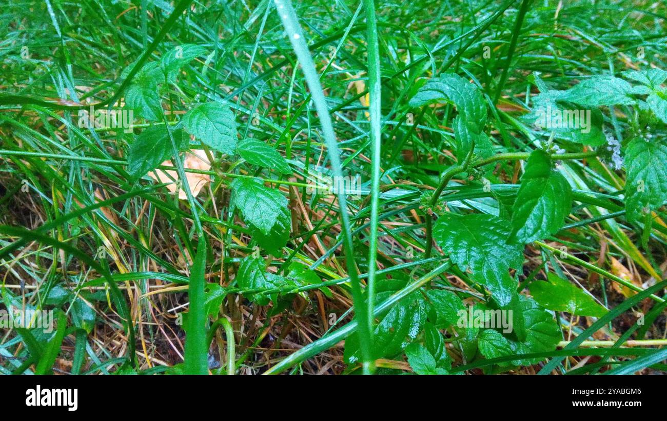 corn mint (Mentha arvensis) Plantae Stock Photo - Alamy