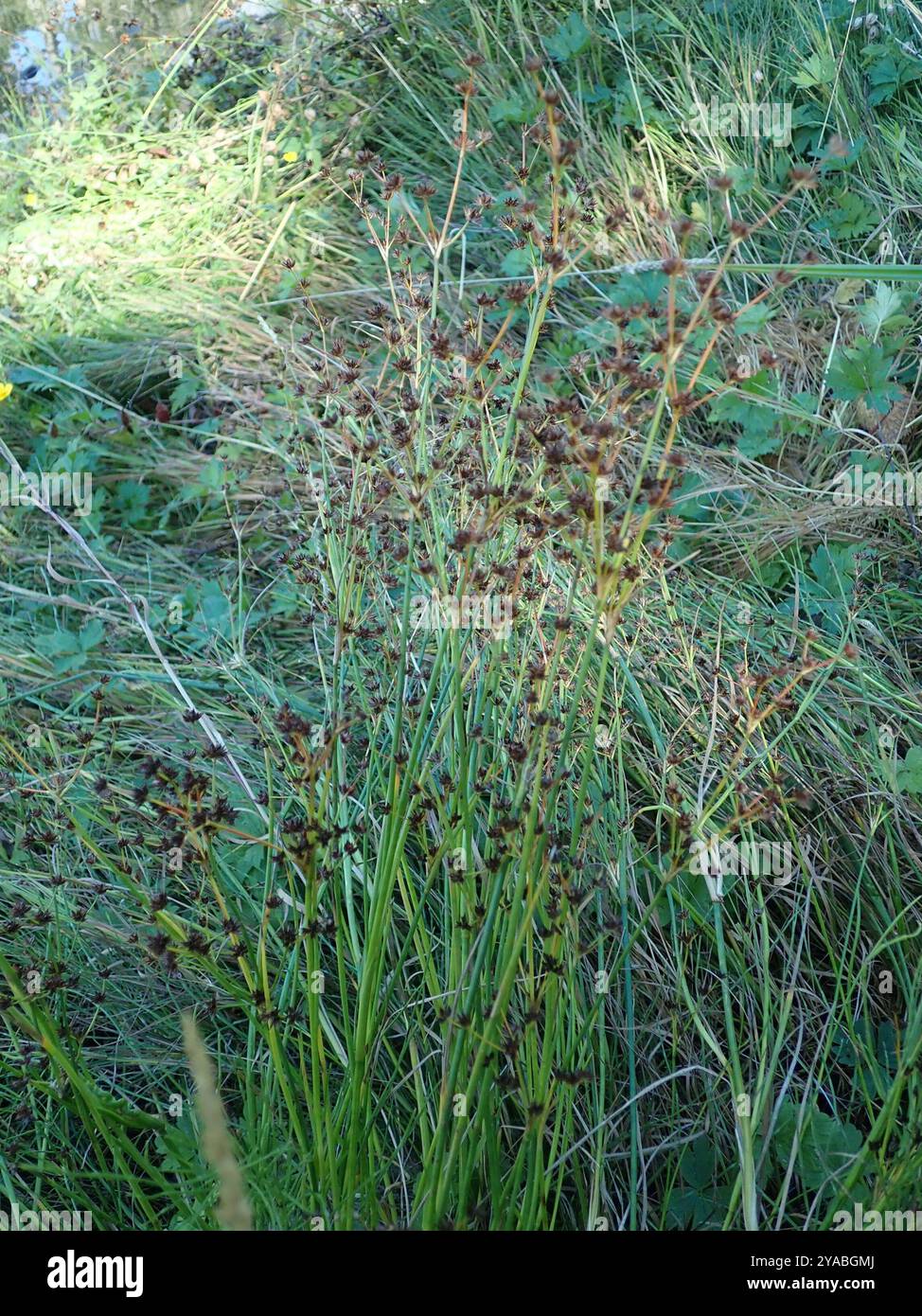 rushes (Juncus) Plantae Stock Photo - Alamy