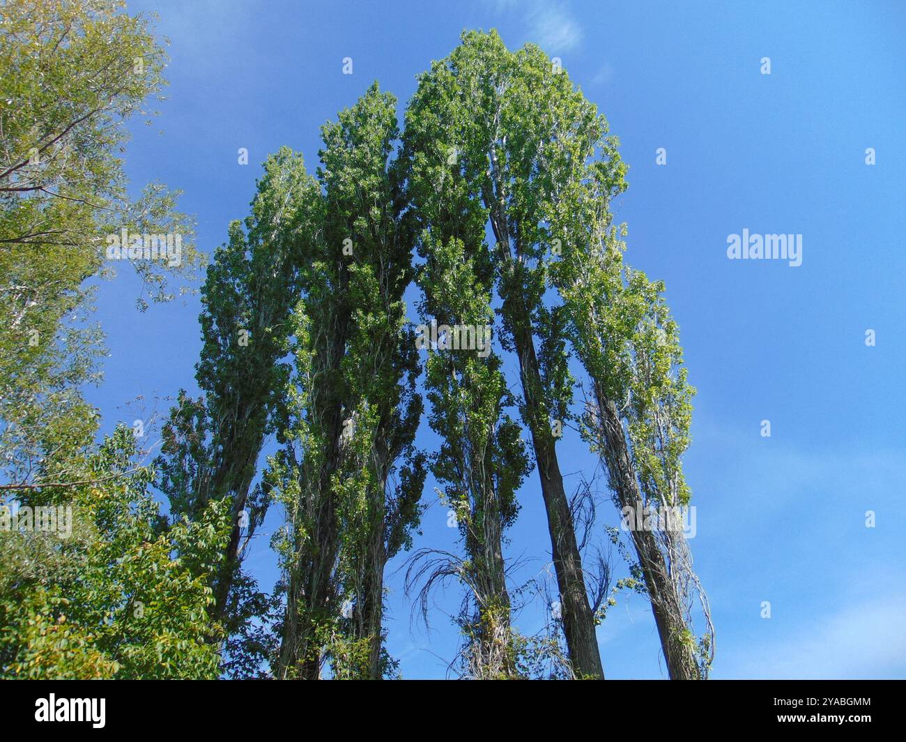 Lombardy Poplar (Populus nigra italica) Plantae Stock Photo - Alamy