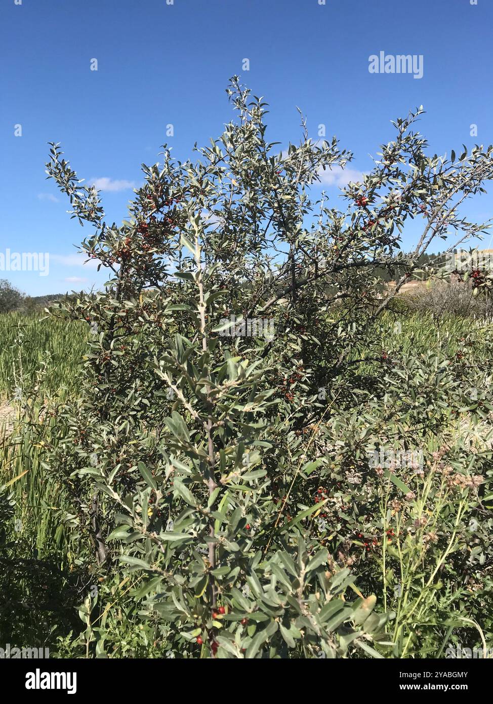 silver buffaloberry (Shepherdia argentea) Plantae Stock Photo - Alamy