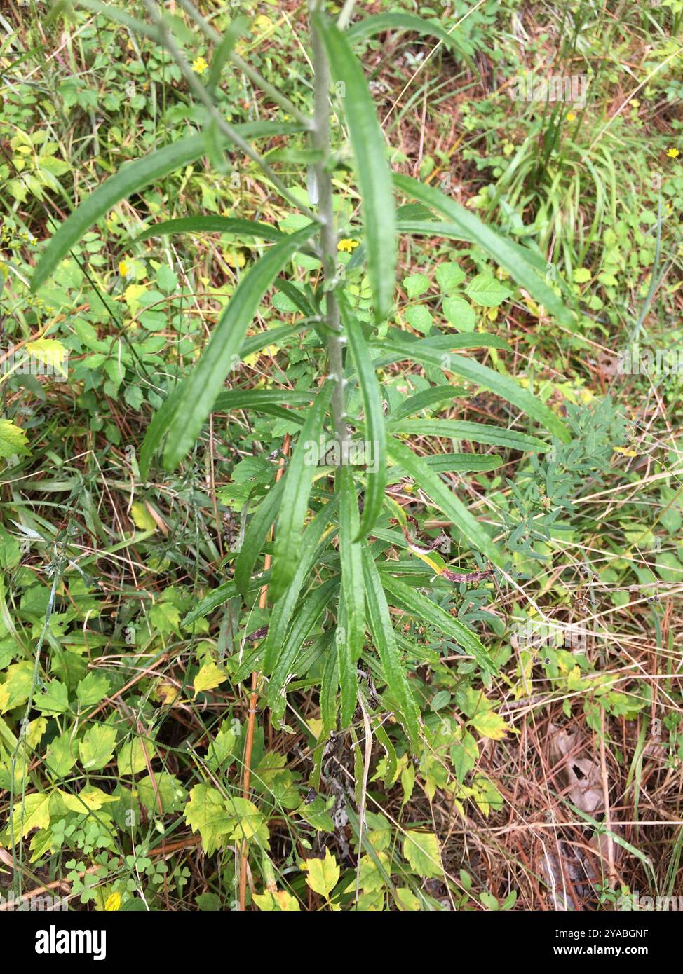 sweet everlasting (Pseudognaphalium obtusifolium) Plantae Stock Photo ...