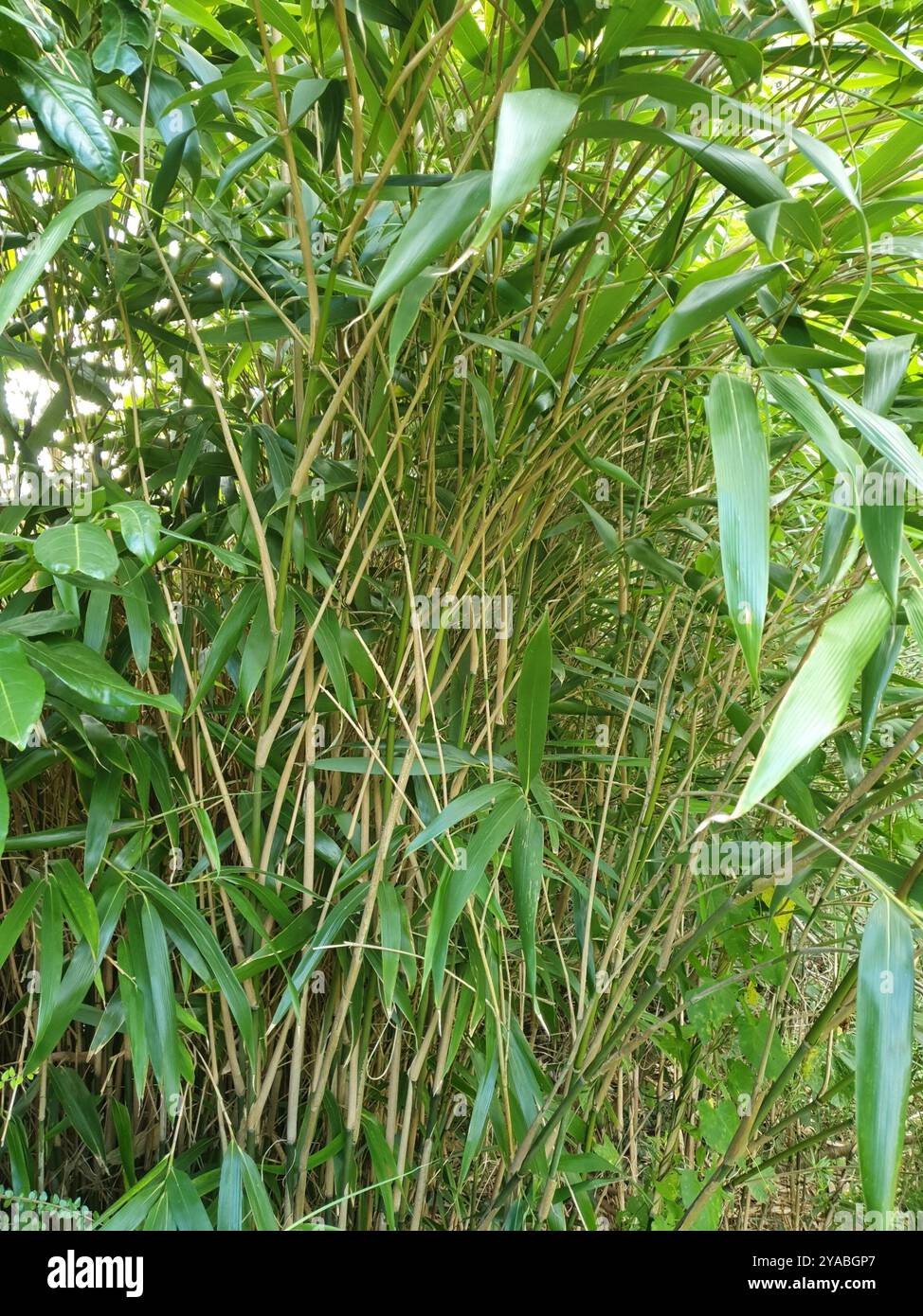Arrow Bamboo (Pseudosasa japonica) Plantae Stock Photo - Alamy