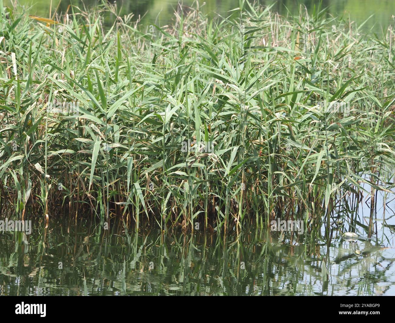 common reed (Phragmites australis) Plantae Stock Photo - Alamy