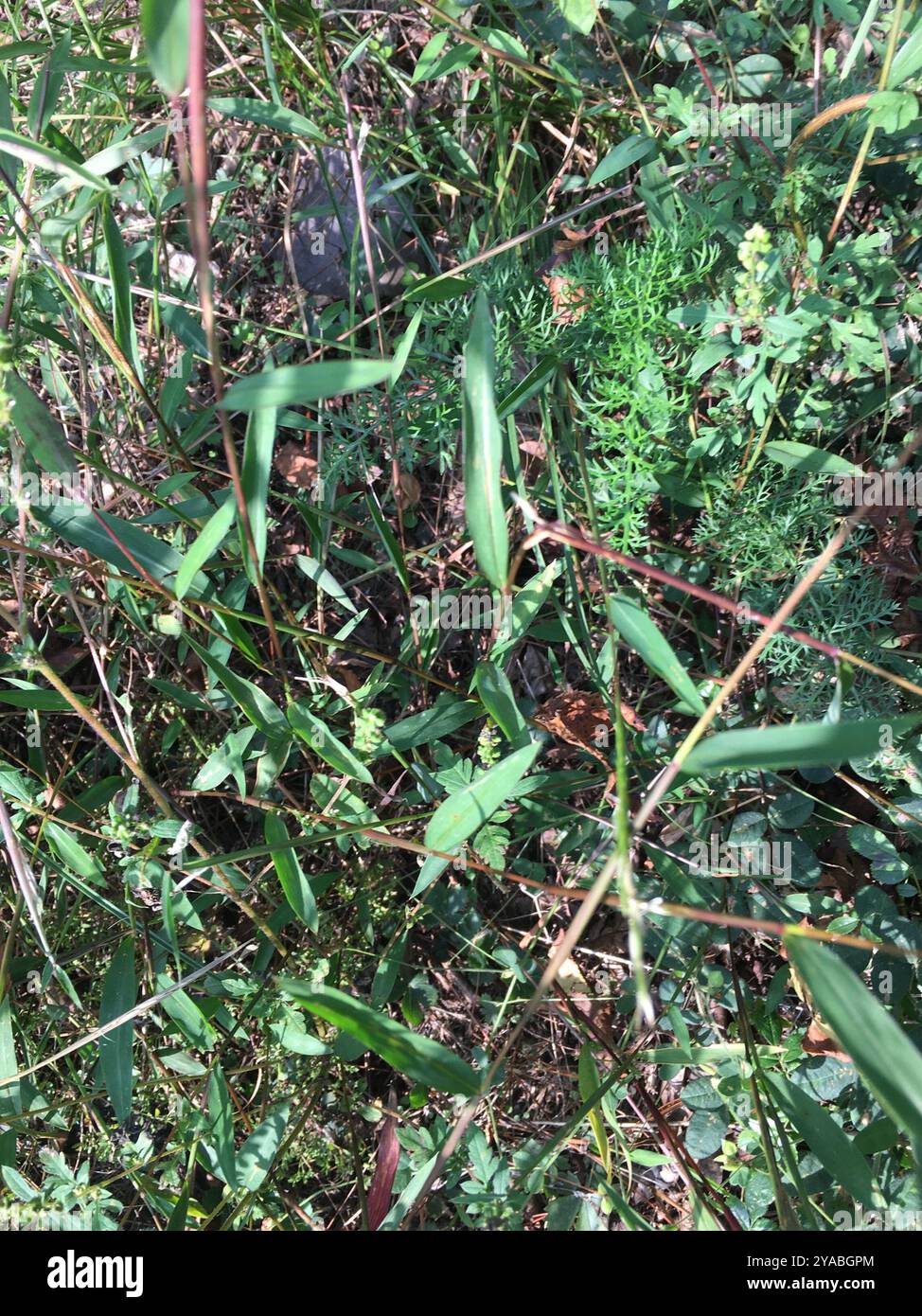 Japanese stiltgrass (Microstegium vimineum) Plantae Stock Photo - Alamy