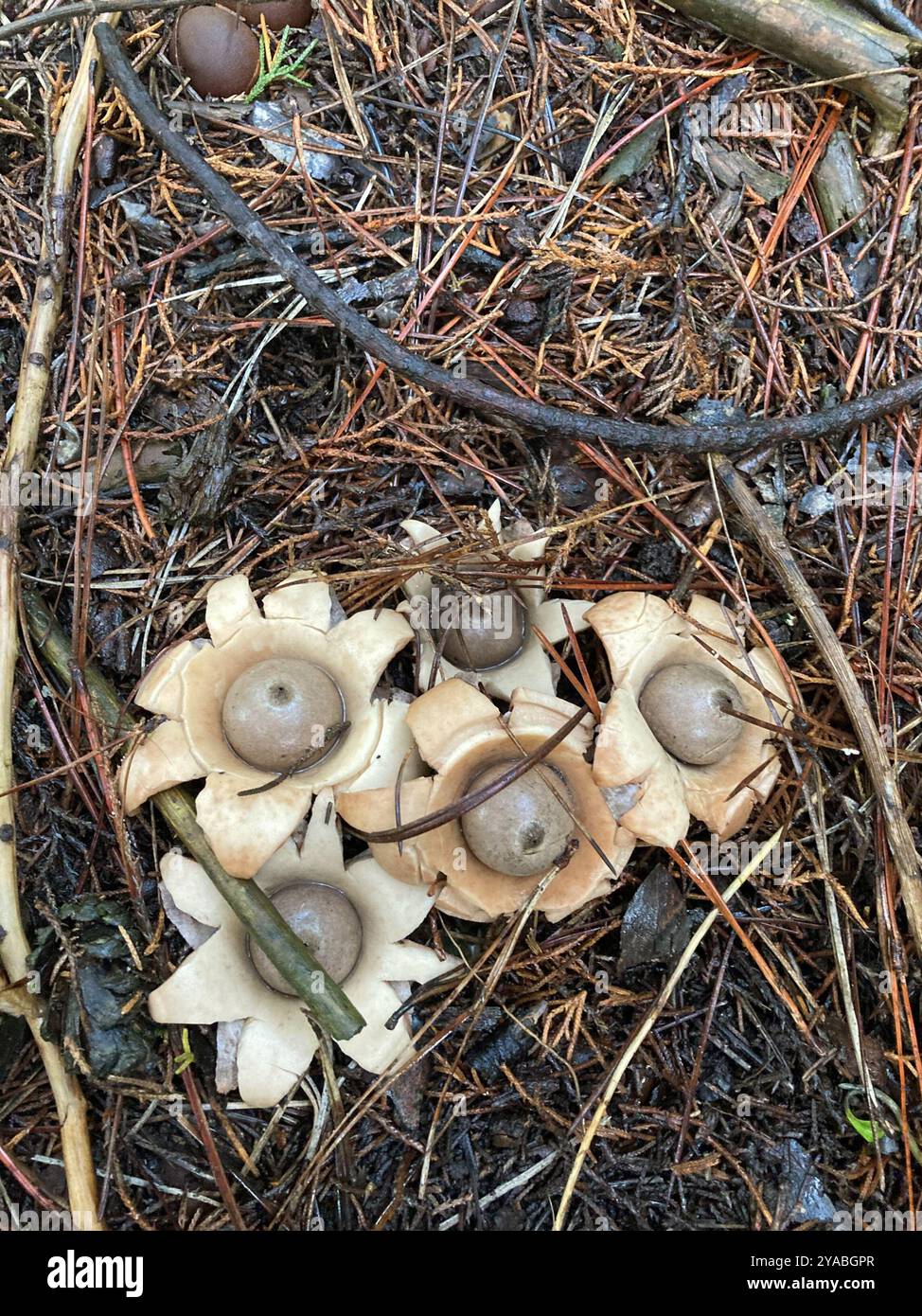 Rounded earthstar hi-res stock photography and images - Alamy