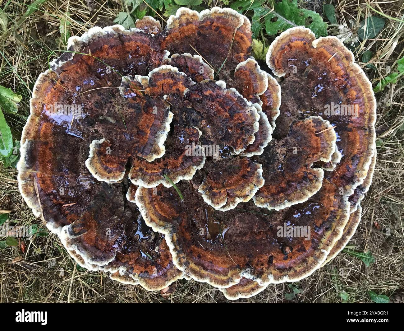 Dyer's Polypore (Phaeolus schweinitzii) Fungi Stock Photo - Alamy