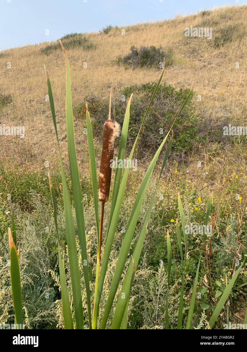broadleaf cattail (Typha latifolia) Plantae Stock Photo - Alamy