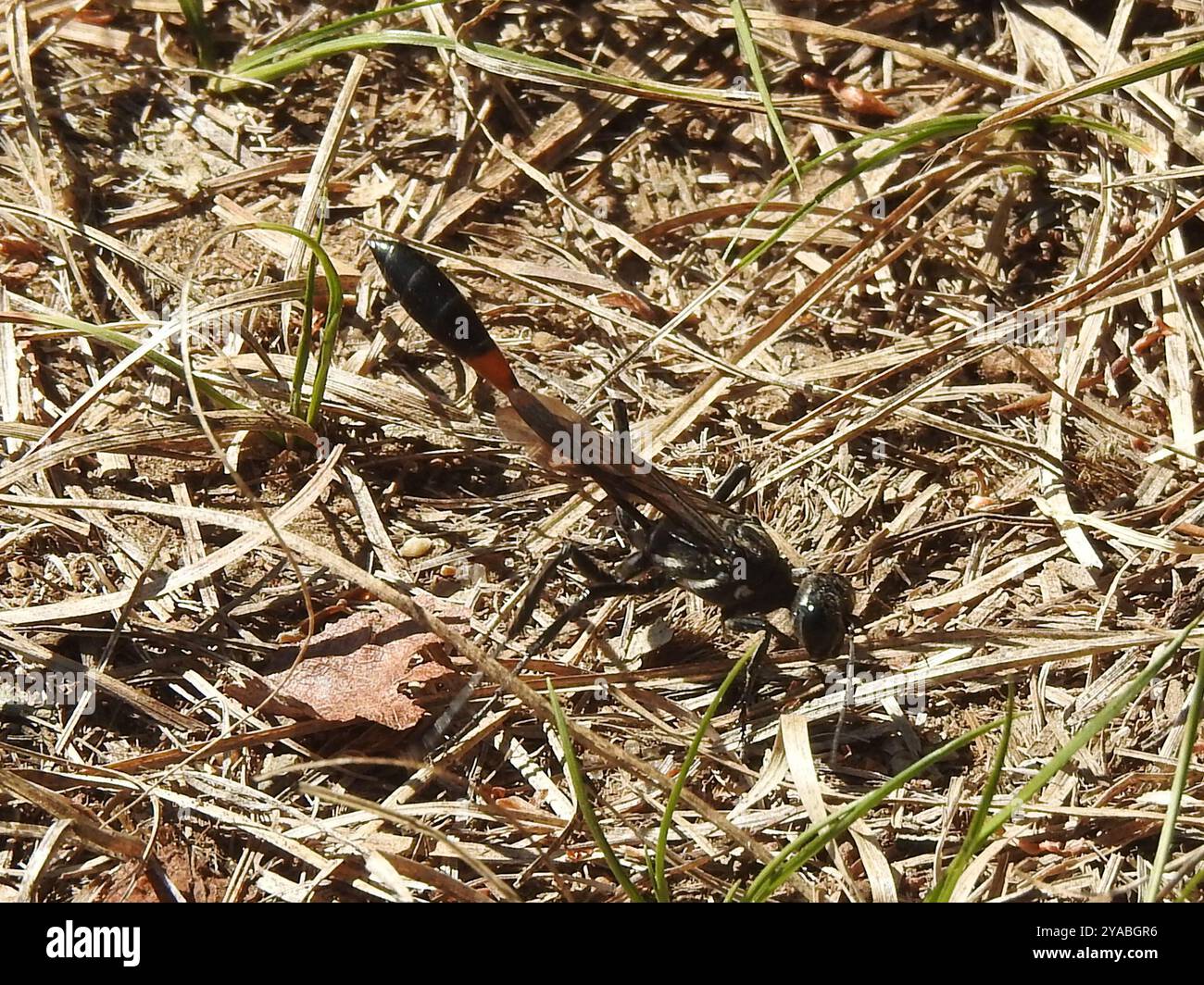 Common Thread-waisted Wasp (Ammophila procera) Insecta Stock Photo - Alamy