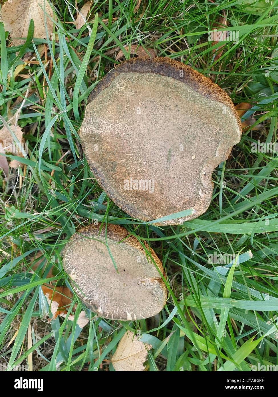 Red-cracking Bolete (Xerocomellus chrysenteron) Fungi Stock Photo - Alamy