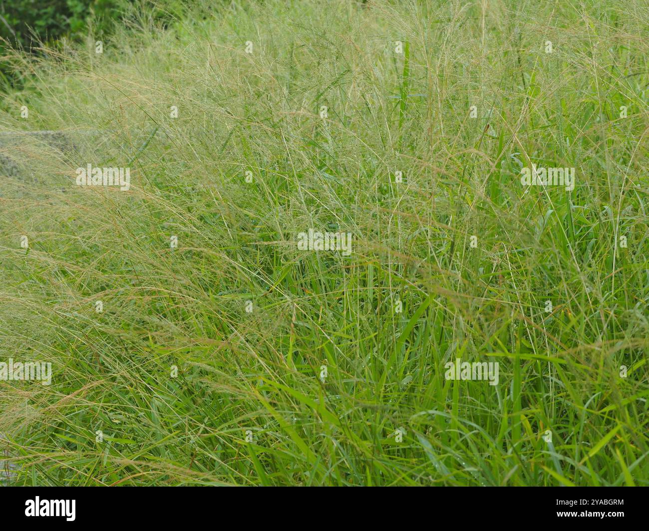 guinea grass (Megathyrsus maximus) Plantae Stock Photo - Alamy