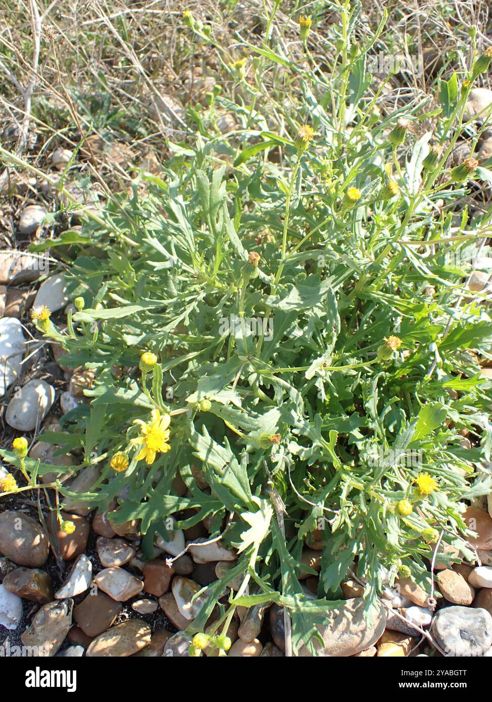 Oxford Ragwort (Senecio squalidus) Plantae Stock Photo - Alamy