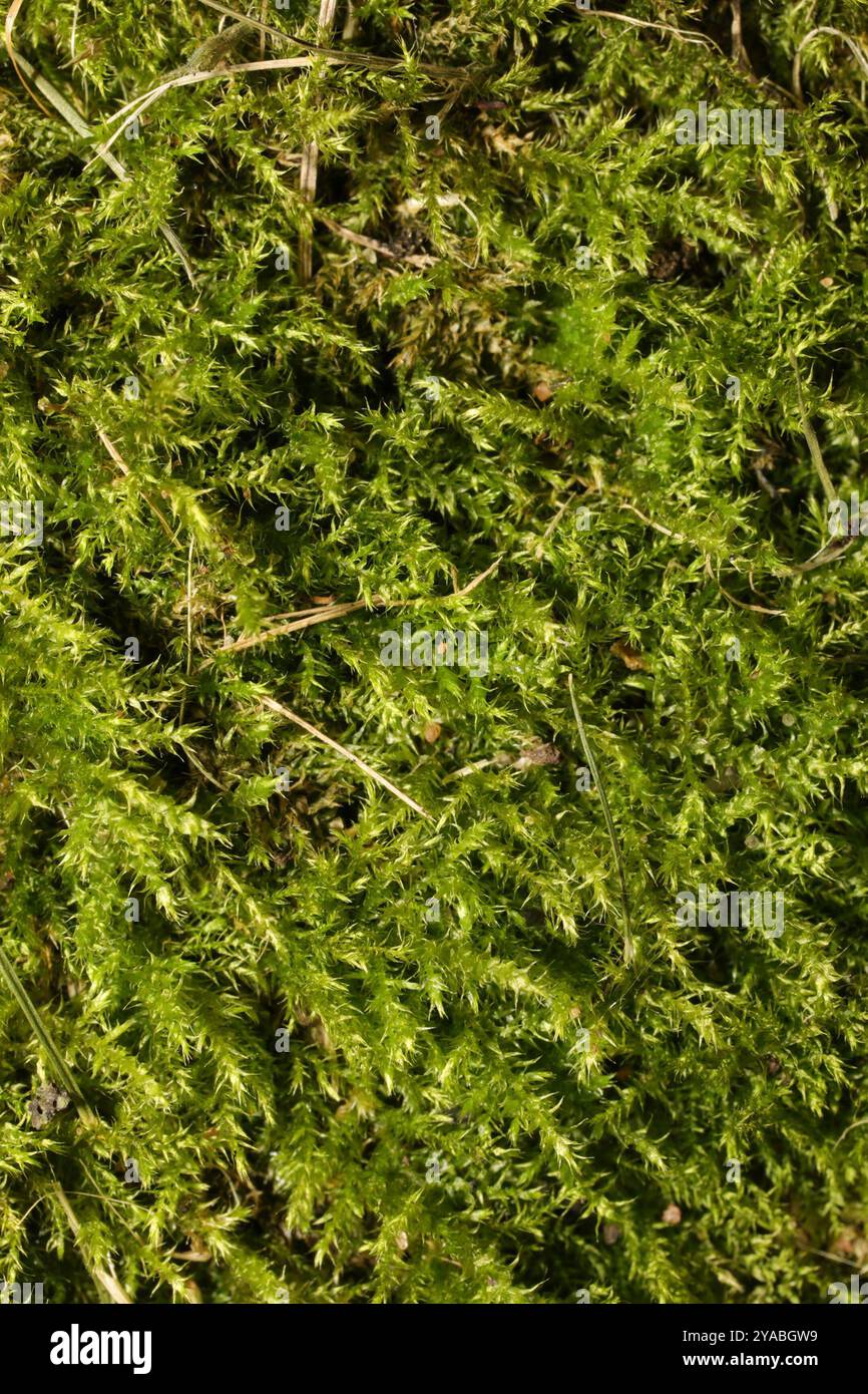 Common Feather-moss (Kindbergia praelonga) Plantae Stock Photo - Alamy