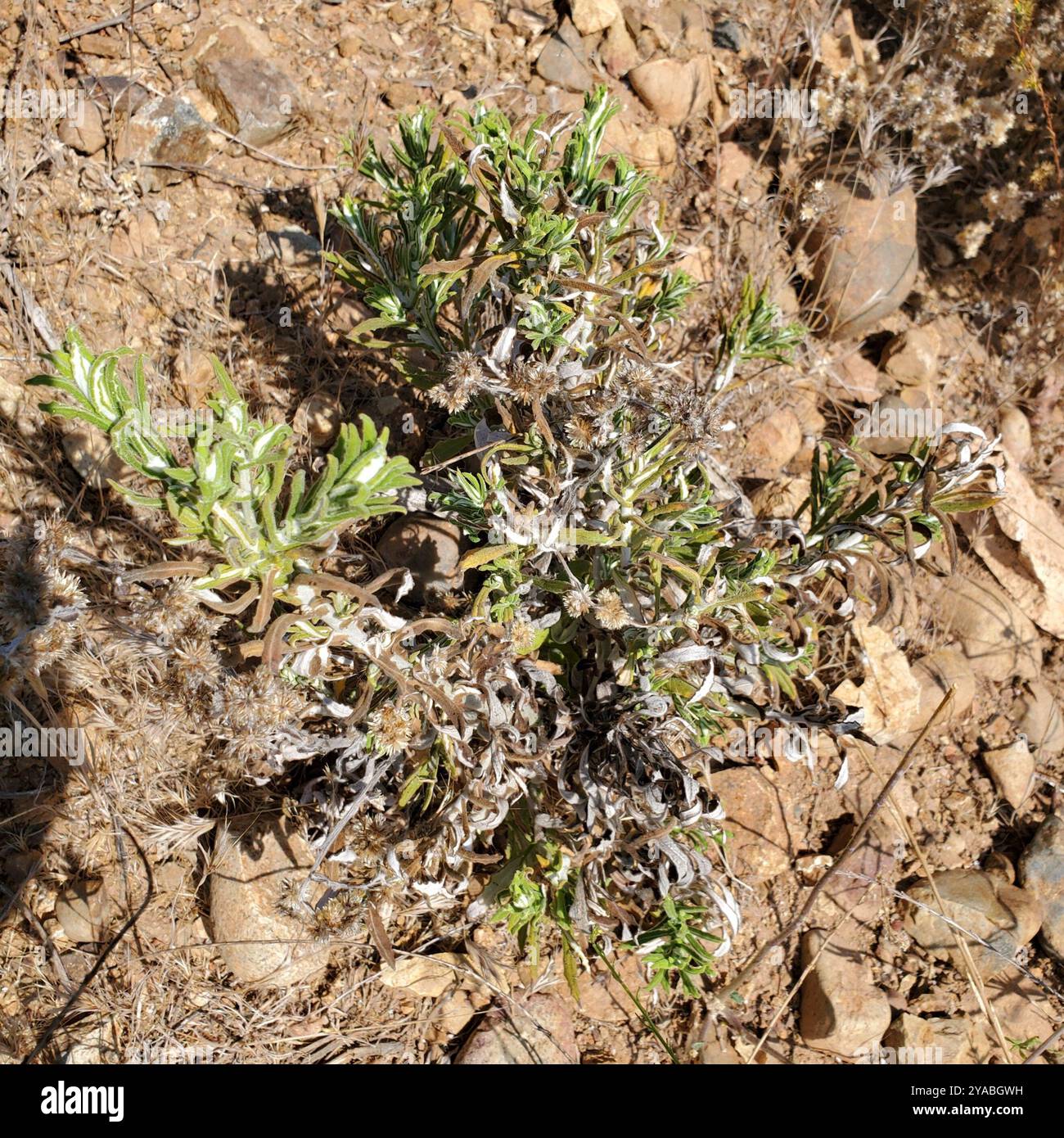 two-color rabbit tobacco (Pseudognaphalium biolettii) Plantae Stock ...