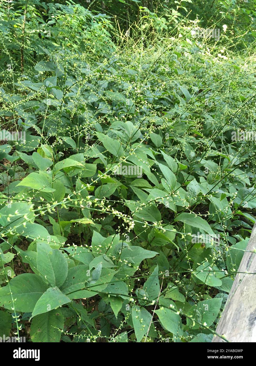 American jumpseed (Persicaria virginiana) Plantae Stock Photo - Alamy