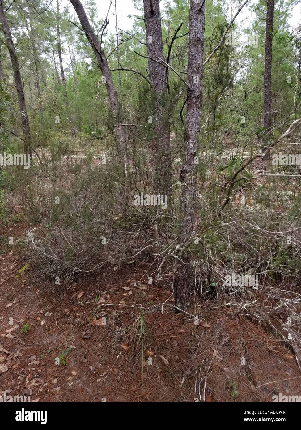 Florida rosemary (Ceratiola ericoides) Plantae Stock Photo - Alamy