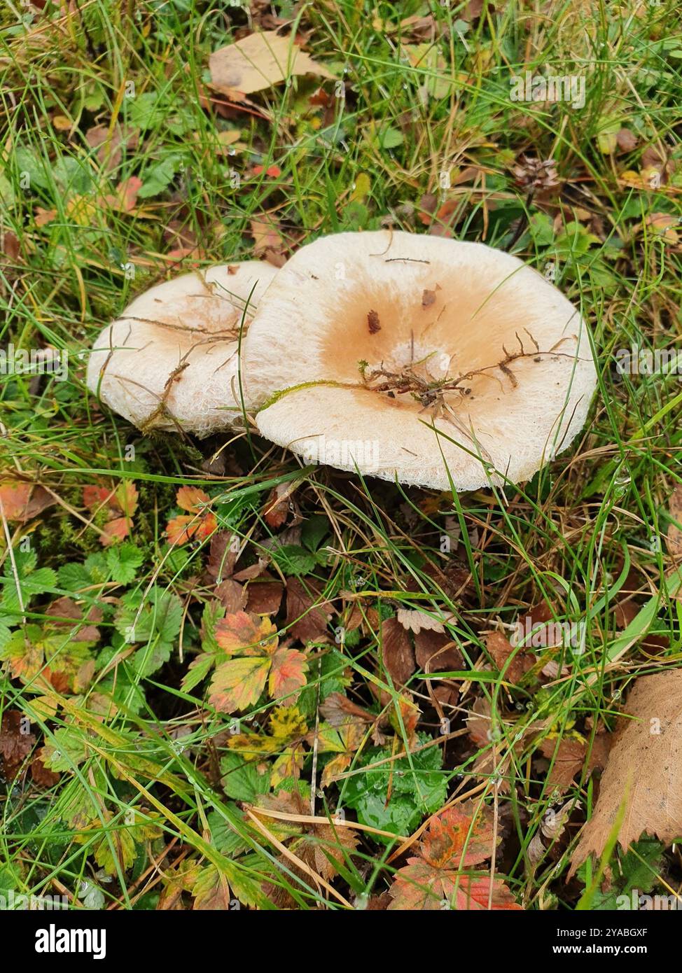 Downy milk cap (Lactarius pubescens) Fungi Stock Photo - Alamy