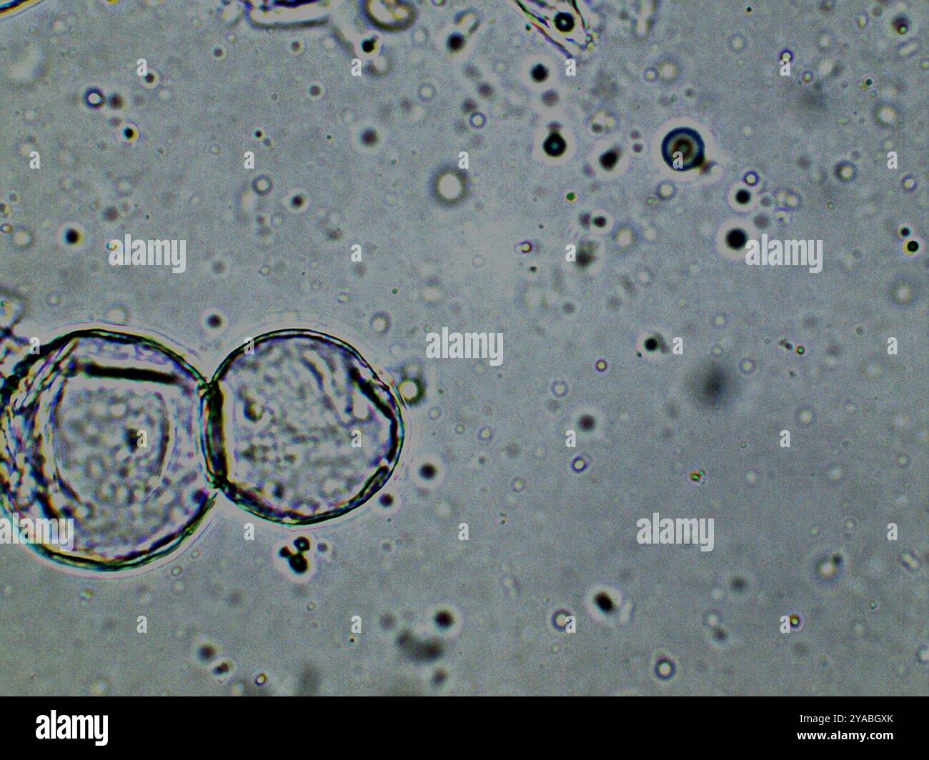 bearded dapperling (Cystolepiota seminuda) Fungi Stock Photo - Alamy