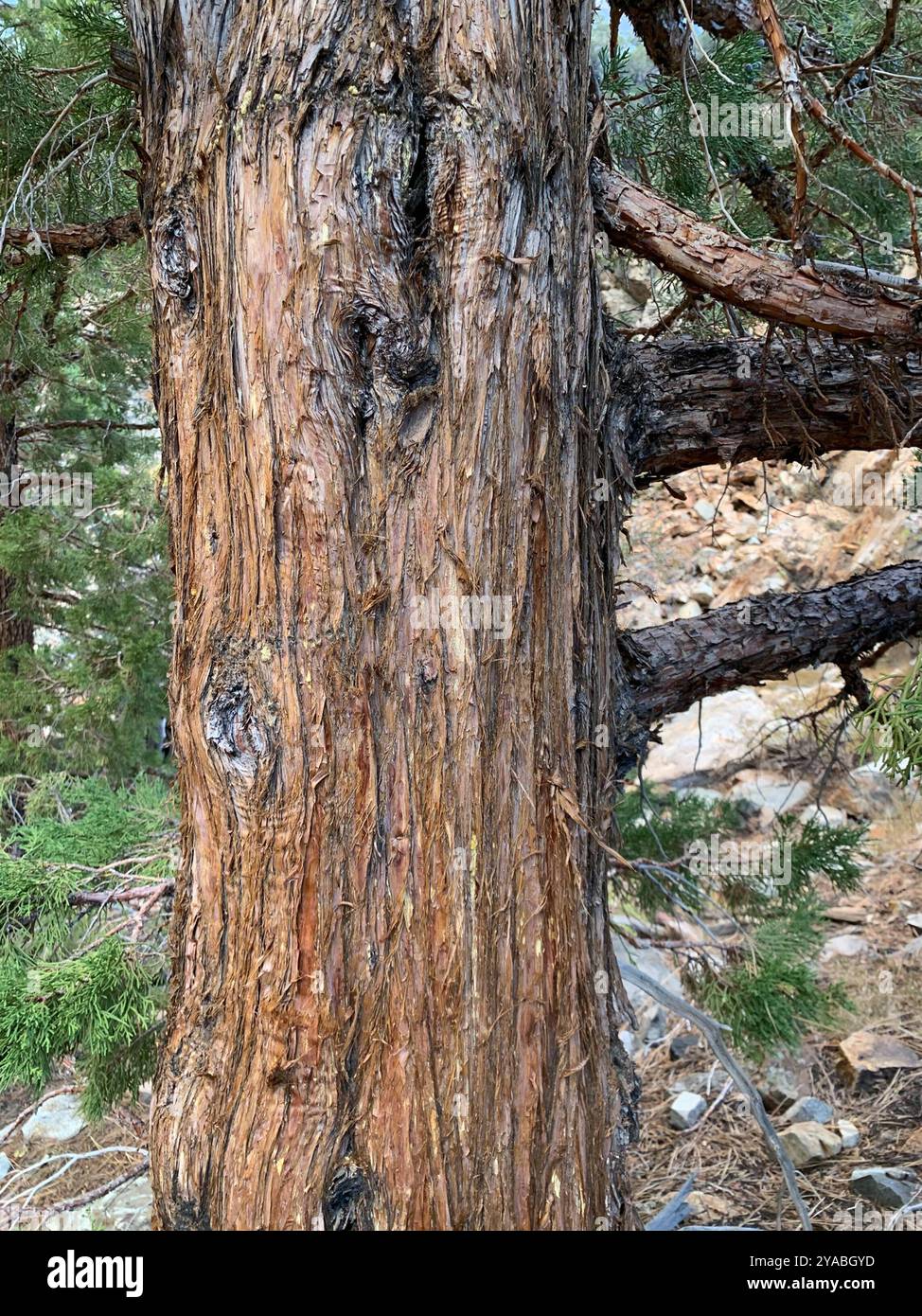 Sierra juniper (Juniperus grandis) Plantae Stock Photo - Alamy