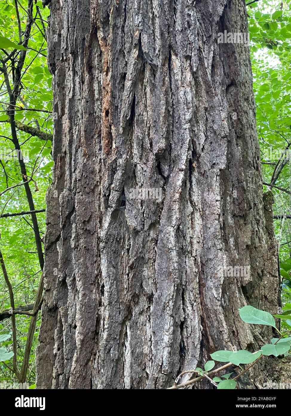 bur oak (Quercus macrocarpa) Plantae Stock Photo - Alamy