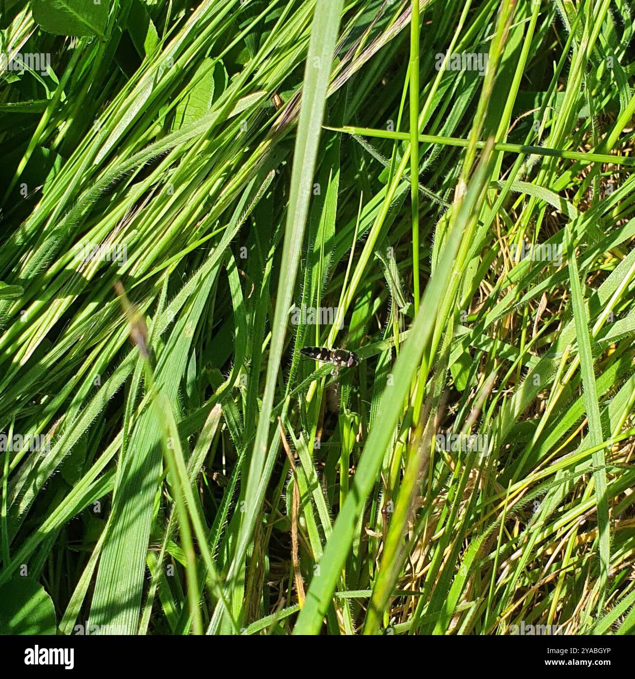 Typical Hover Flies (Syrphinae) Insecta Stock Photo - Alamy