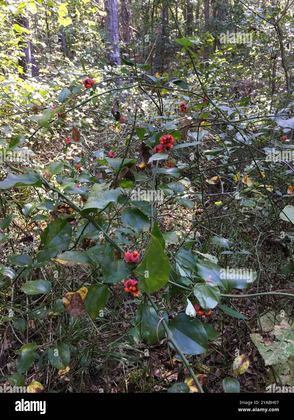 strawberry bush (Euonymus americanus) Plantae Stock Photo - Alamy