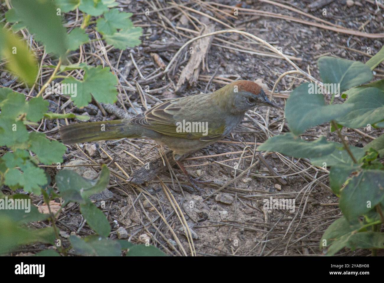 Green-tailed Towhee (Pipilo chlorurus) Aves Stock Photo - Alamy