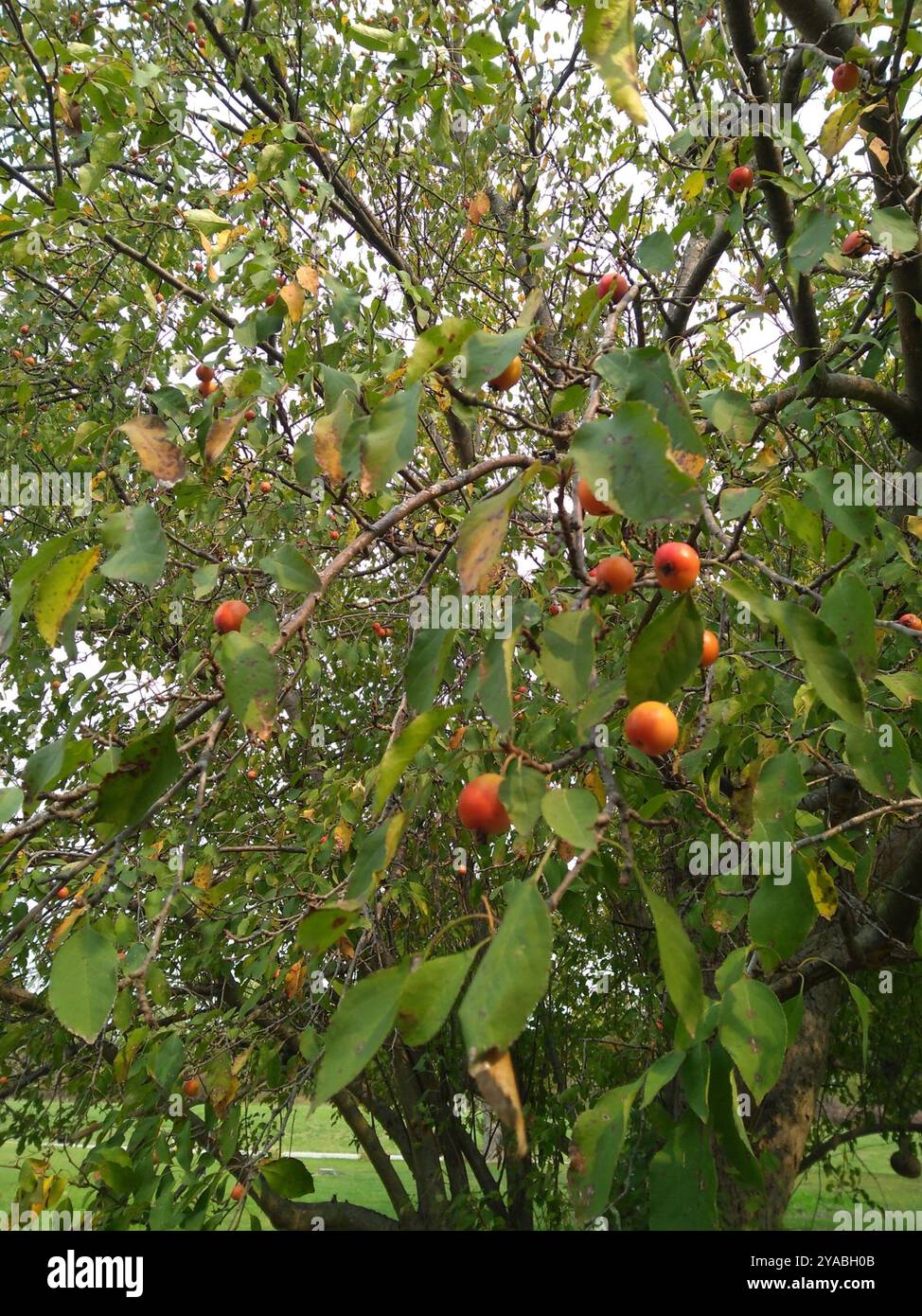 Pear-leaf Crabapple (Malus prunifolia) Plantae Stock Photo - Alamy