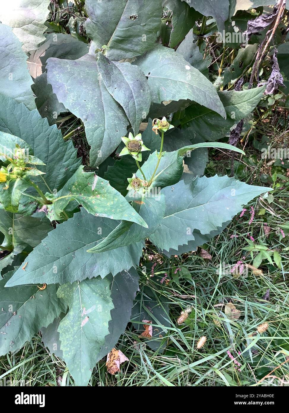 cup plant (Silphium perfoliatum) Plantae Stock Photo - Alamy