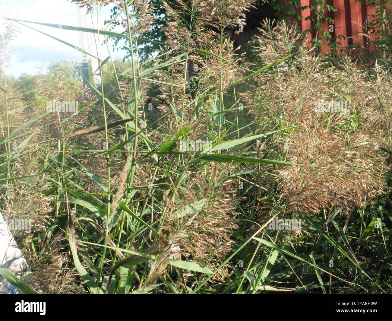 common reed (Phragmites australis) Plantae Stock Photo - Alamy