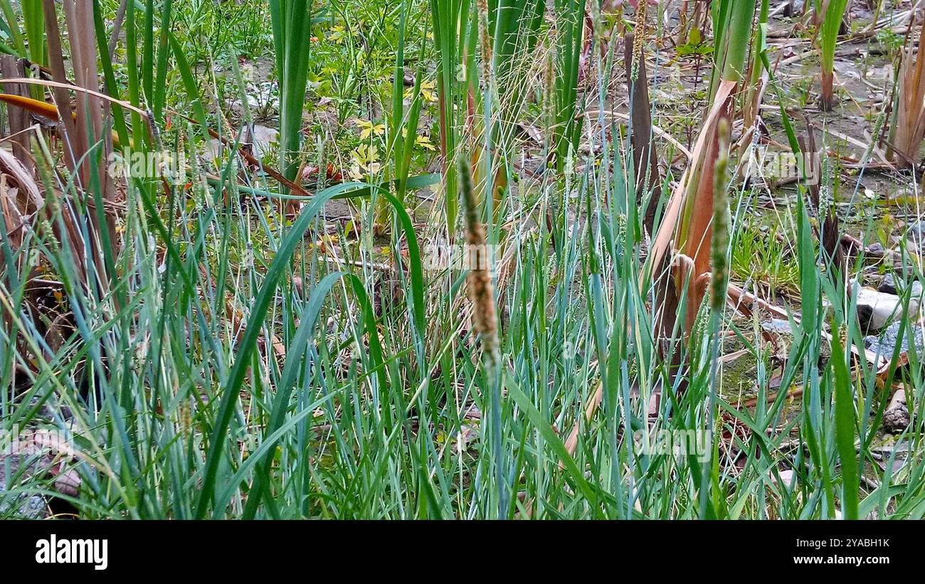 short-awn foxtail (Alopecurus aequalis) Plantae Stock Photo - Alamy