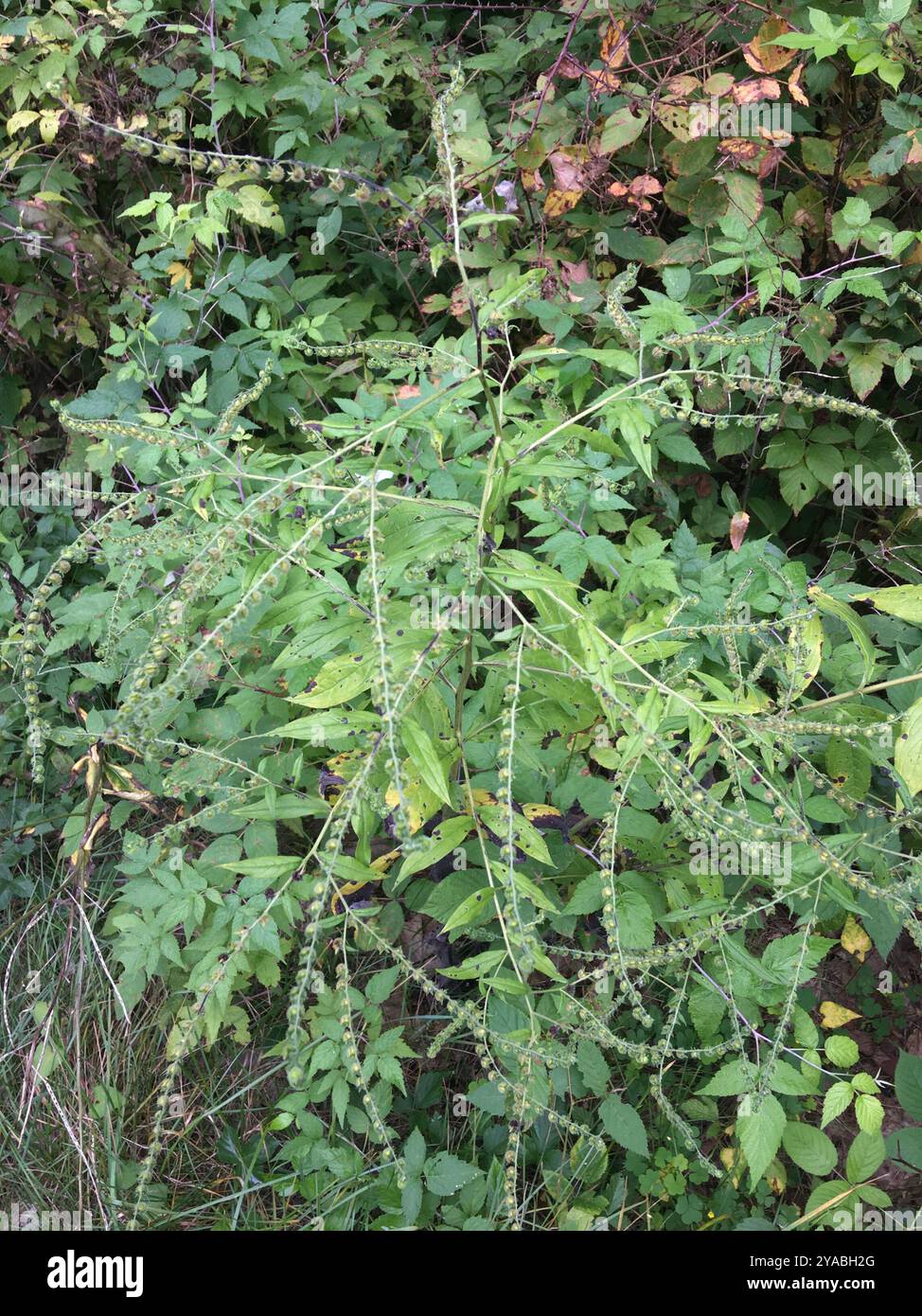 virginia stickseed (Hackelia virginiana) Plantae Stock Photo - Alamy
