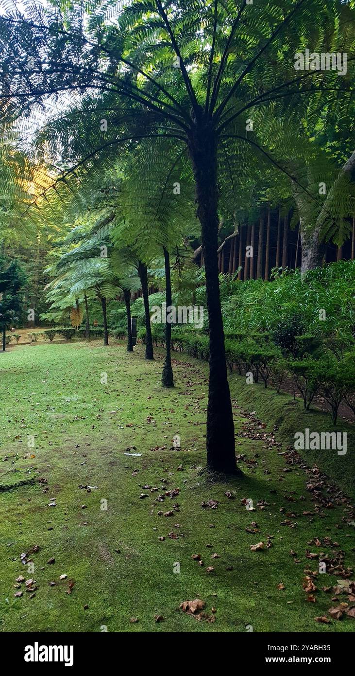 Scaly Tree Fern (Sphaeropteris cooperi) Plantae Stock Photo - Alamy