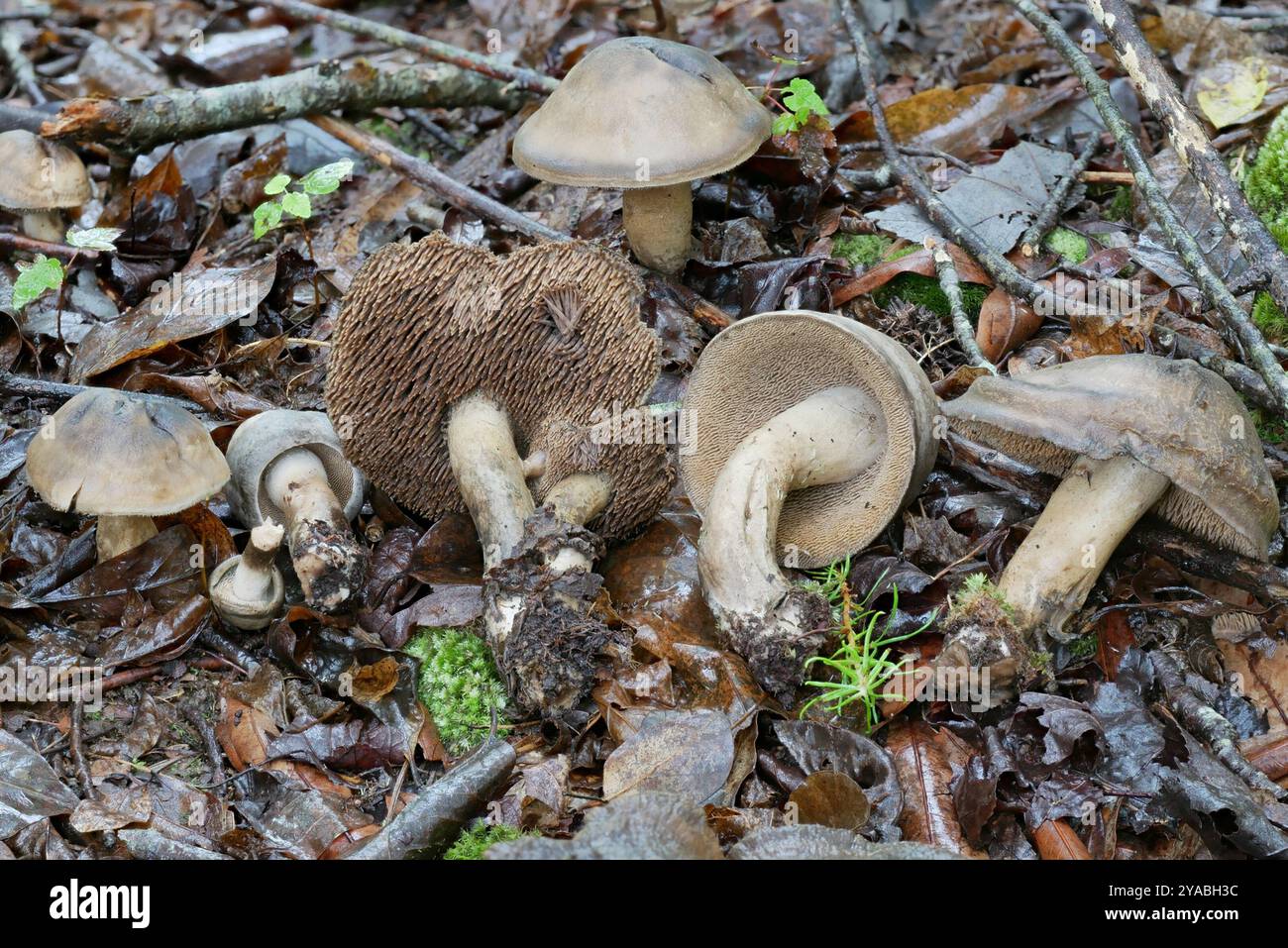 (Neosarcodon atroviridis) Fungi Stock Photo - Alamy