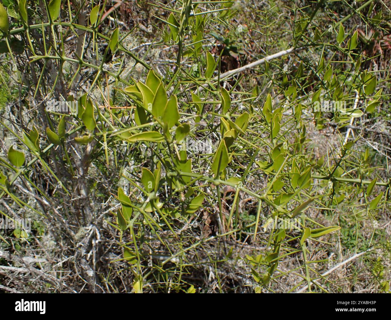 Needle Bush (Azima tetracantha) Plantae Stock Photo - Alamy