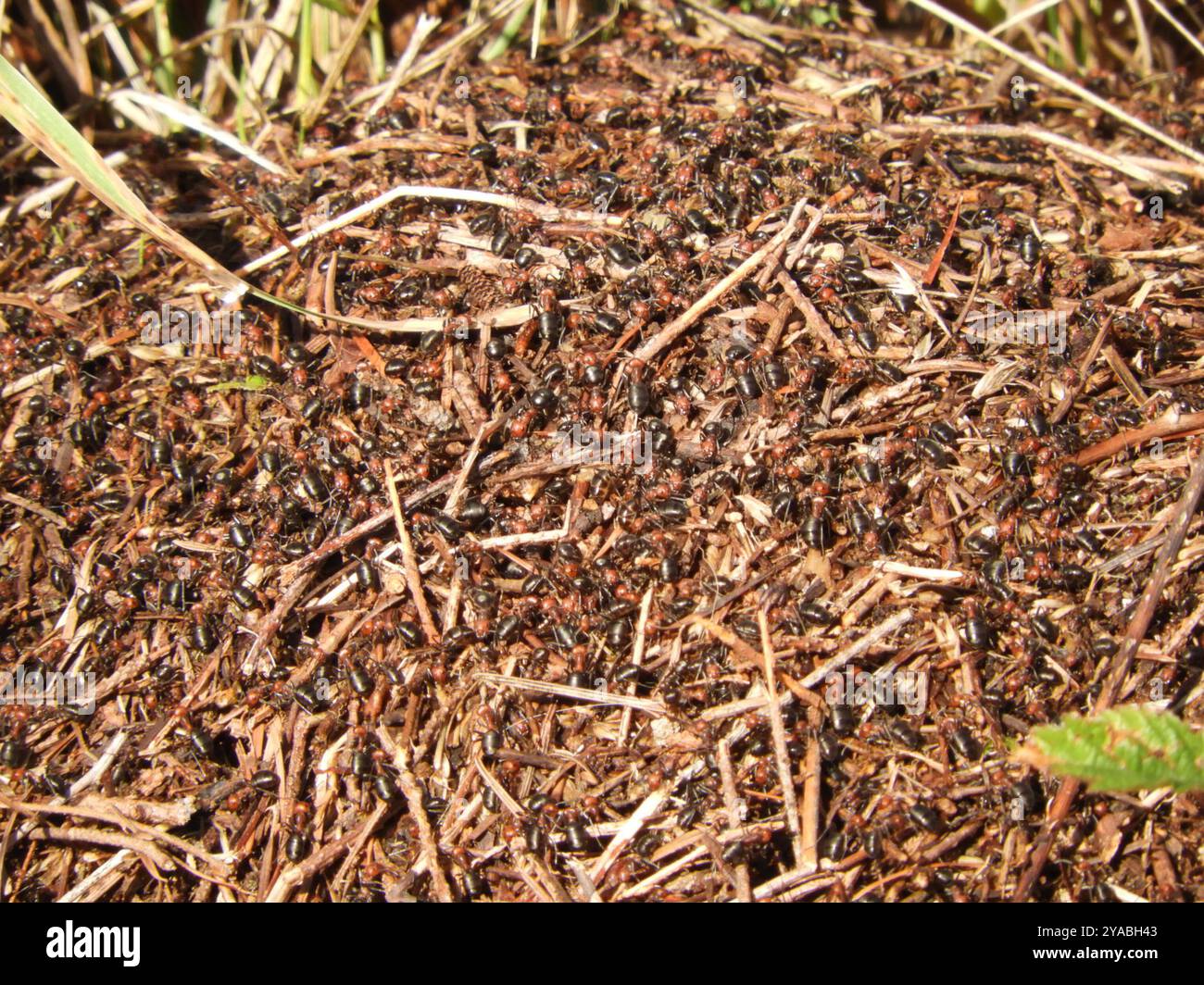 Western Thatching Ant (Formica obscuripes) Insecta Stock Photo - Alamy