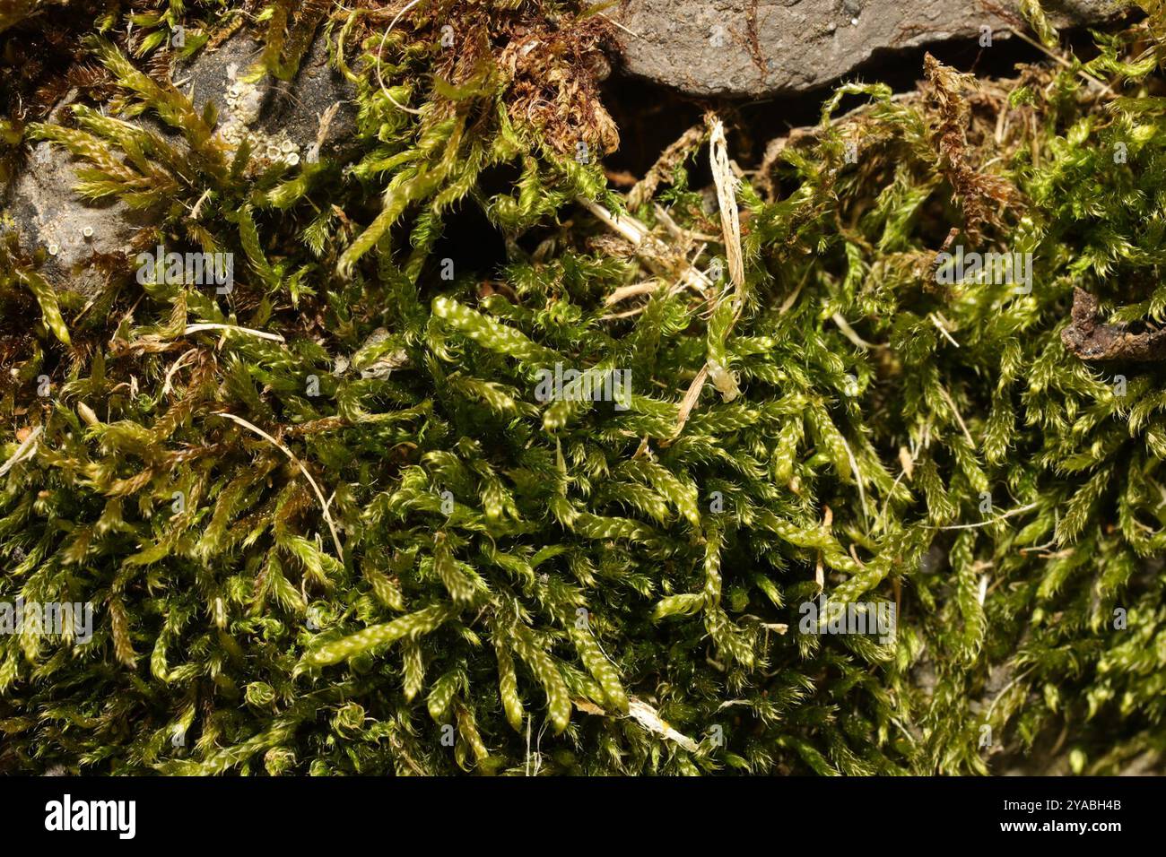 Cypress-leaved Plait-moss (Hypnum cupressiforme) Plantae Stock Photo ...