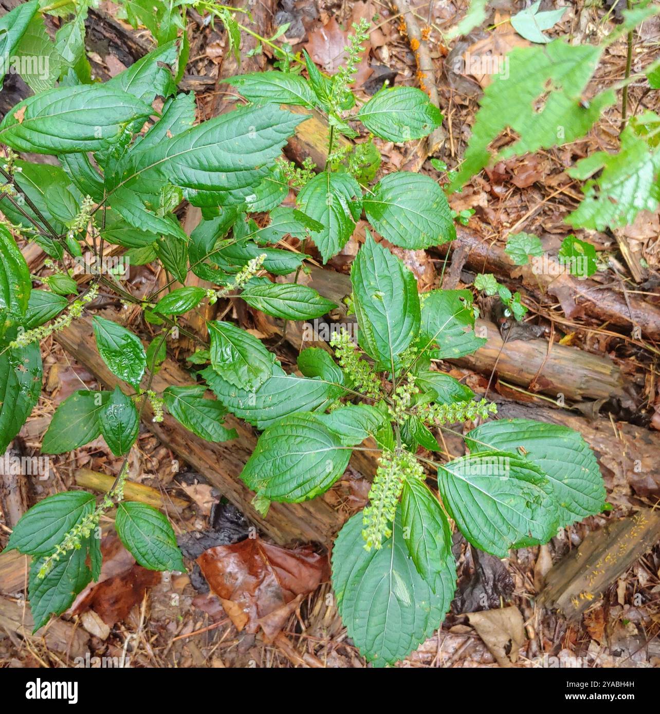 beefsteak plant (Perilla frutescens) Plantae Stock Photo - Alamy