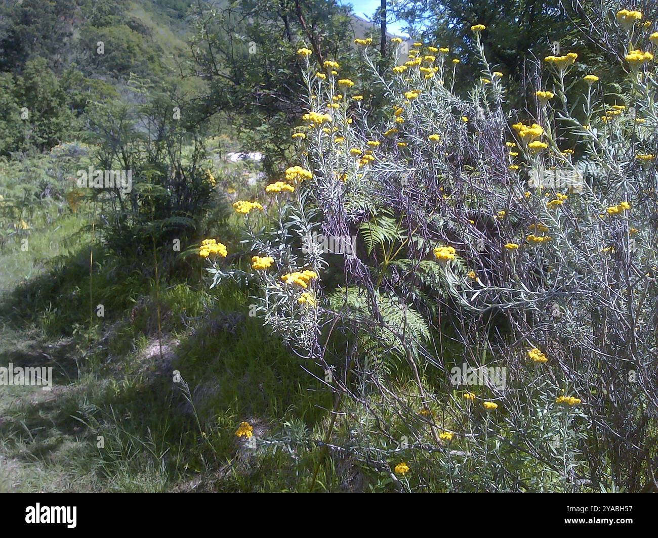 Cape Gold Everlasting (Helichrysum splendidum) Plantae Stock Photo - Alamy