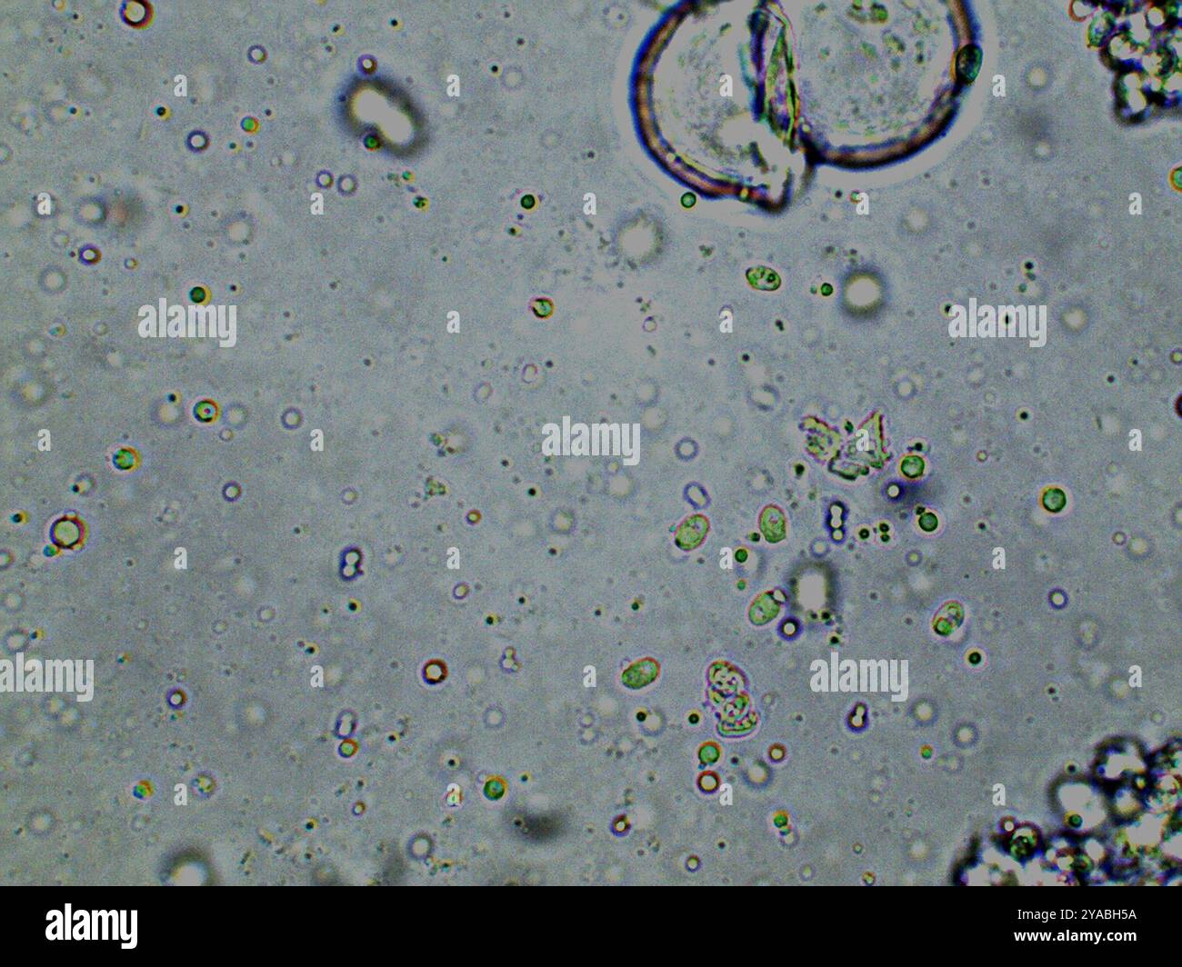 bearded dapperling (Cystolepiota seminuda) Fungi Stock Photo - Alamy