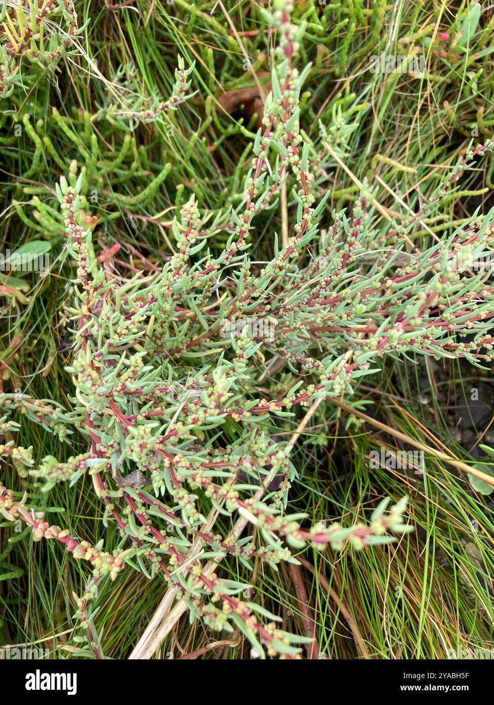 Herbaceous Seepweed (Suaeda maritima) Plantae Stock Photo - Alamy