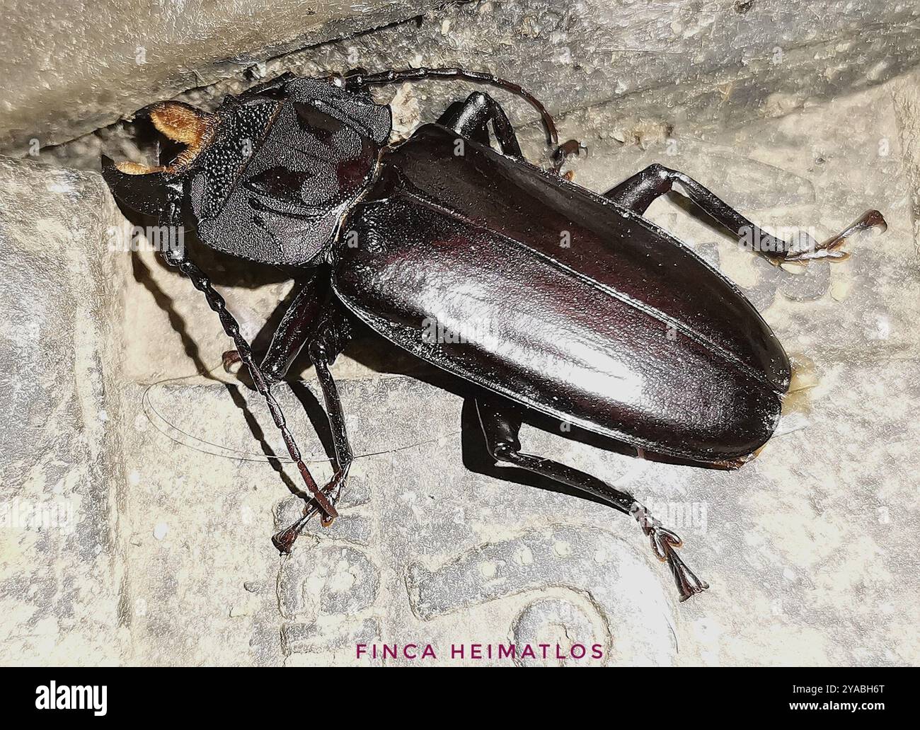 (Mallodon spinibarbis) Insecta Stock Photo - Alamy