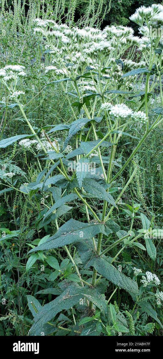 common boneset (Eupatorium perfoliatum) Plantae Stock Photo - Alamy