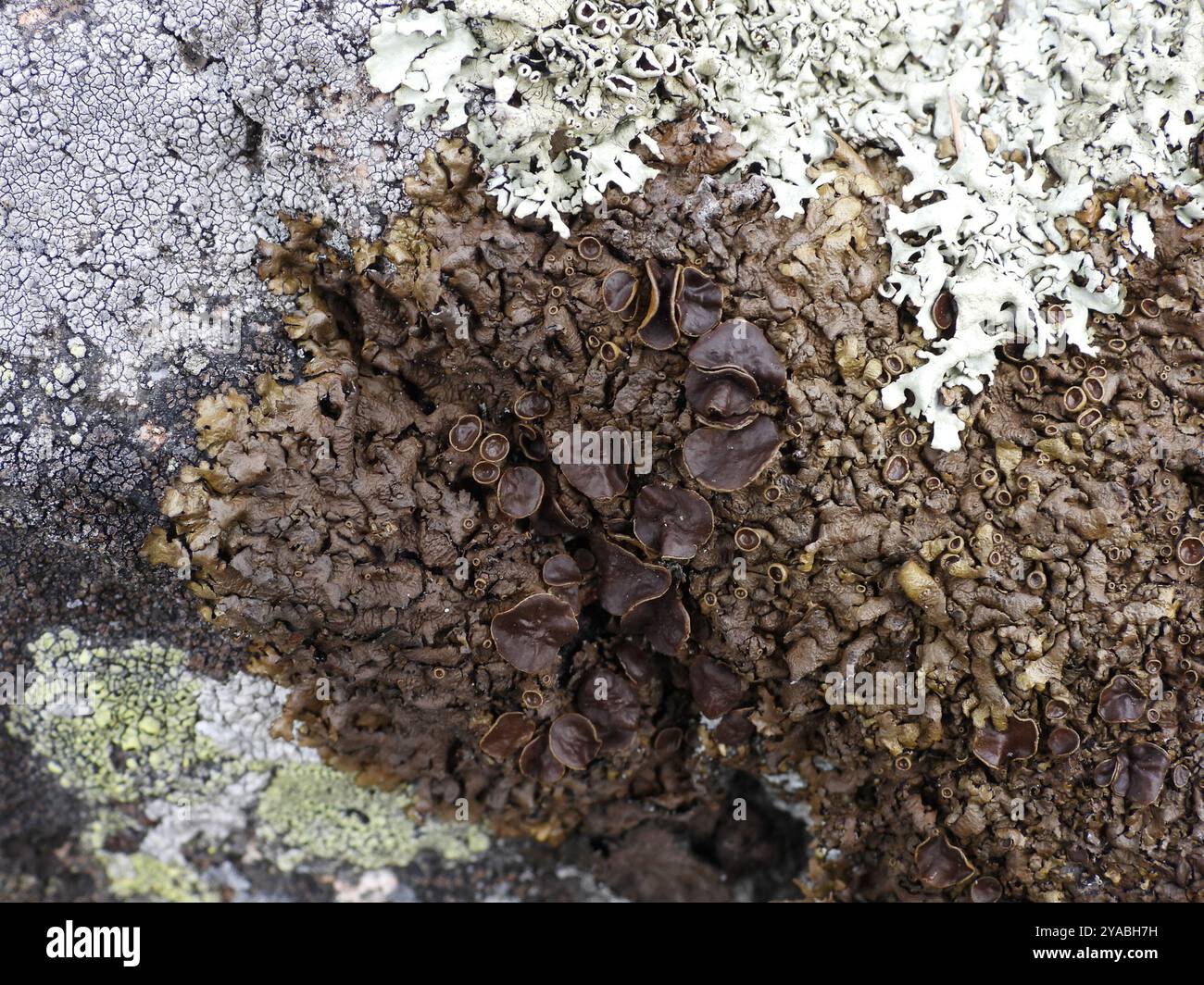 Brown Rock Shield Lichens (Neofuscelia) Fungi Stock Photo - Alamy