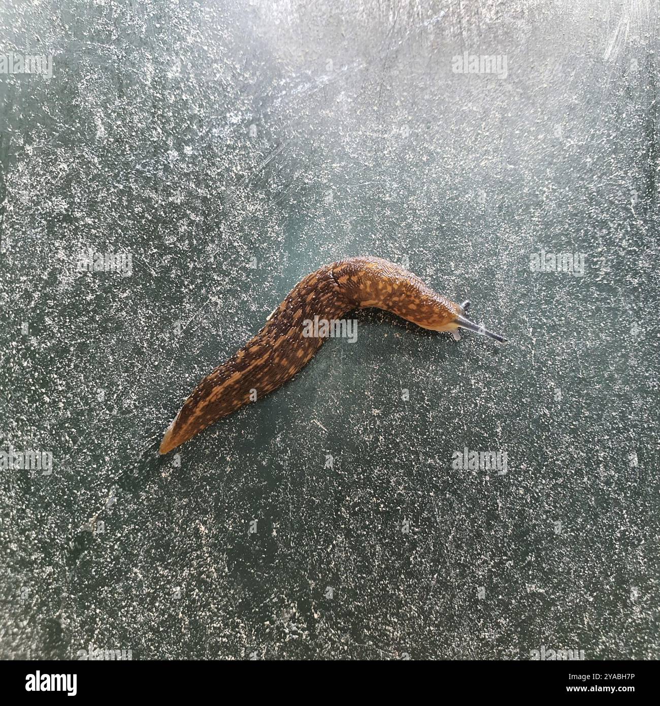 Yellow Cellar Slug (Limacus flavus) Mollusca Stock Photo - Alamy