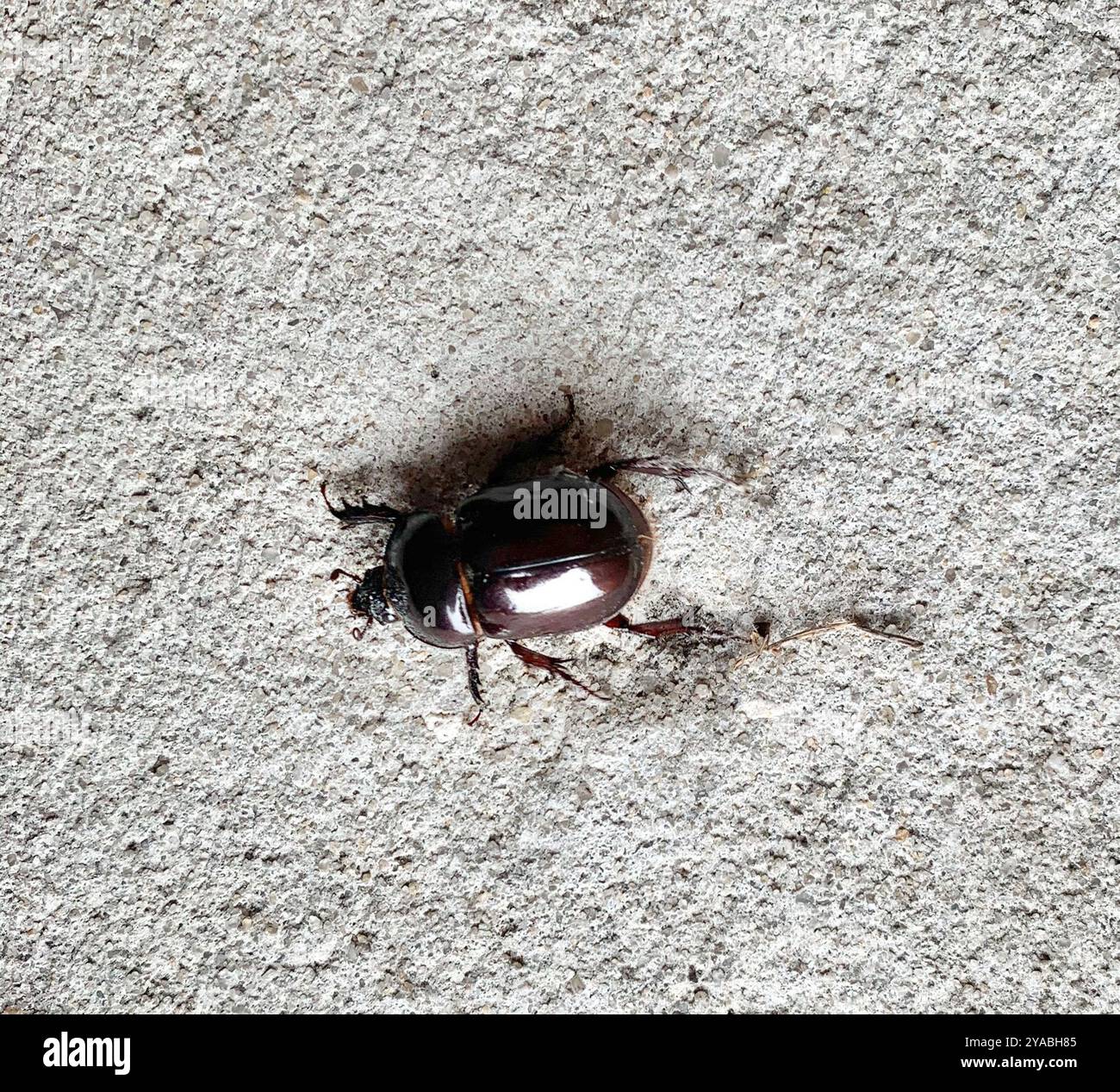 Ox Beetles (Strategus) Insecta Stock Photo - Alamy